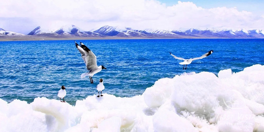 Seize the Final Days of the Year with a Visit to Namtso Lake!