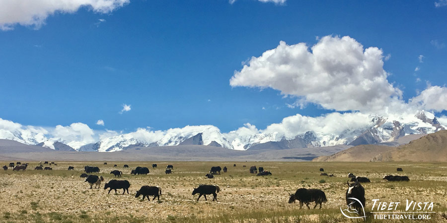 What Is a Tibet Visit Like in Autumn? Travel Tibet in Fall