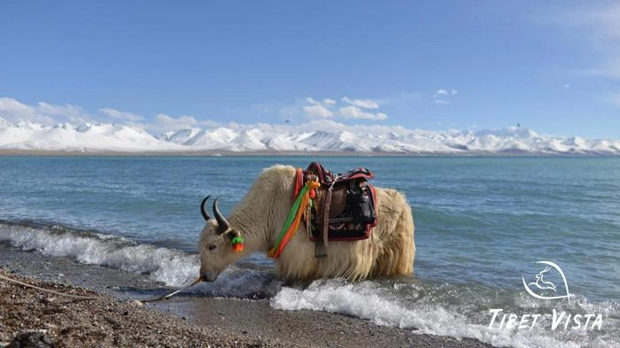 Reopening in 2025: Why We Highly Recommend the Namtso Tour with Holy ...